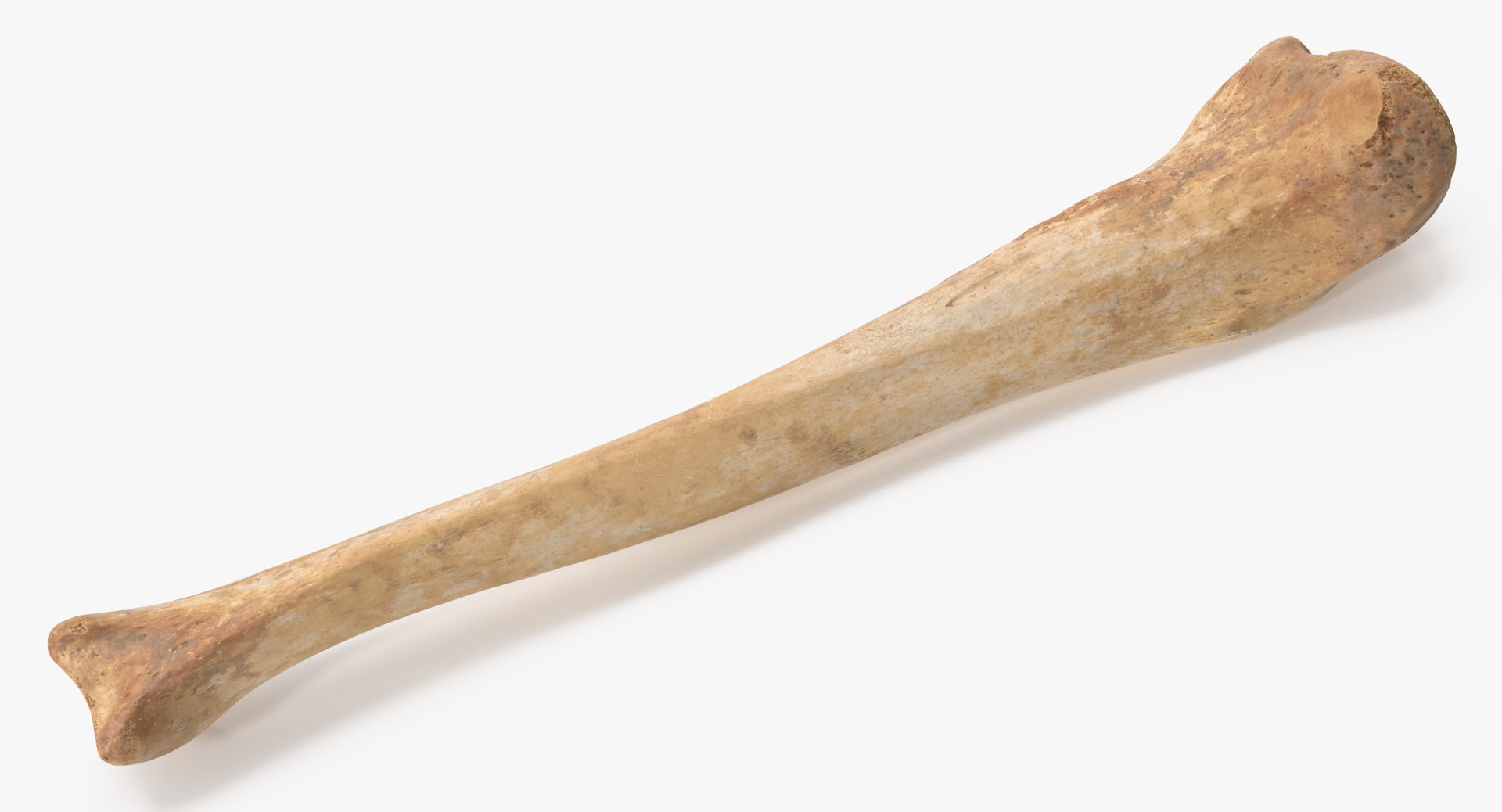 human tibia size