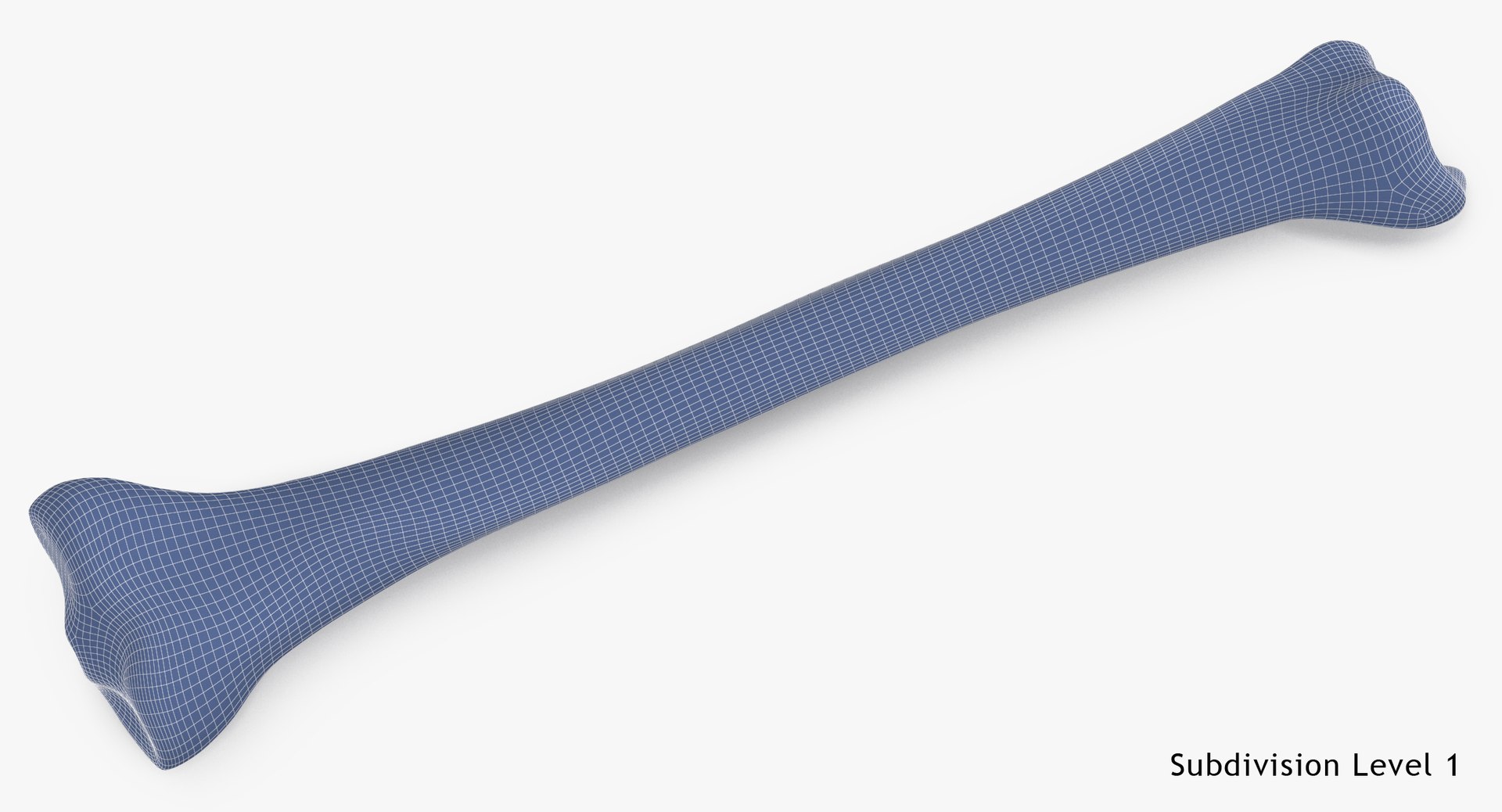 3D Human Tibia Bone 01 Model - TurboSquid 1422288
