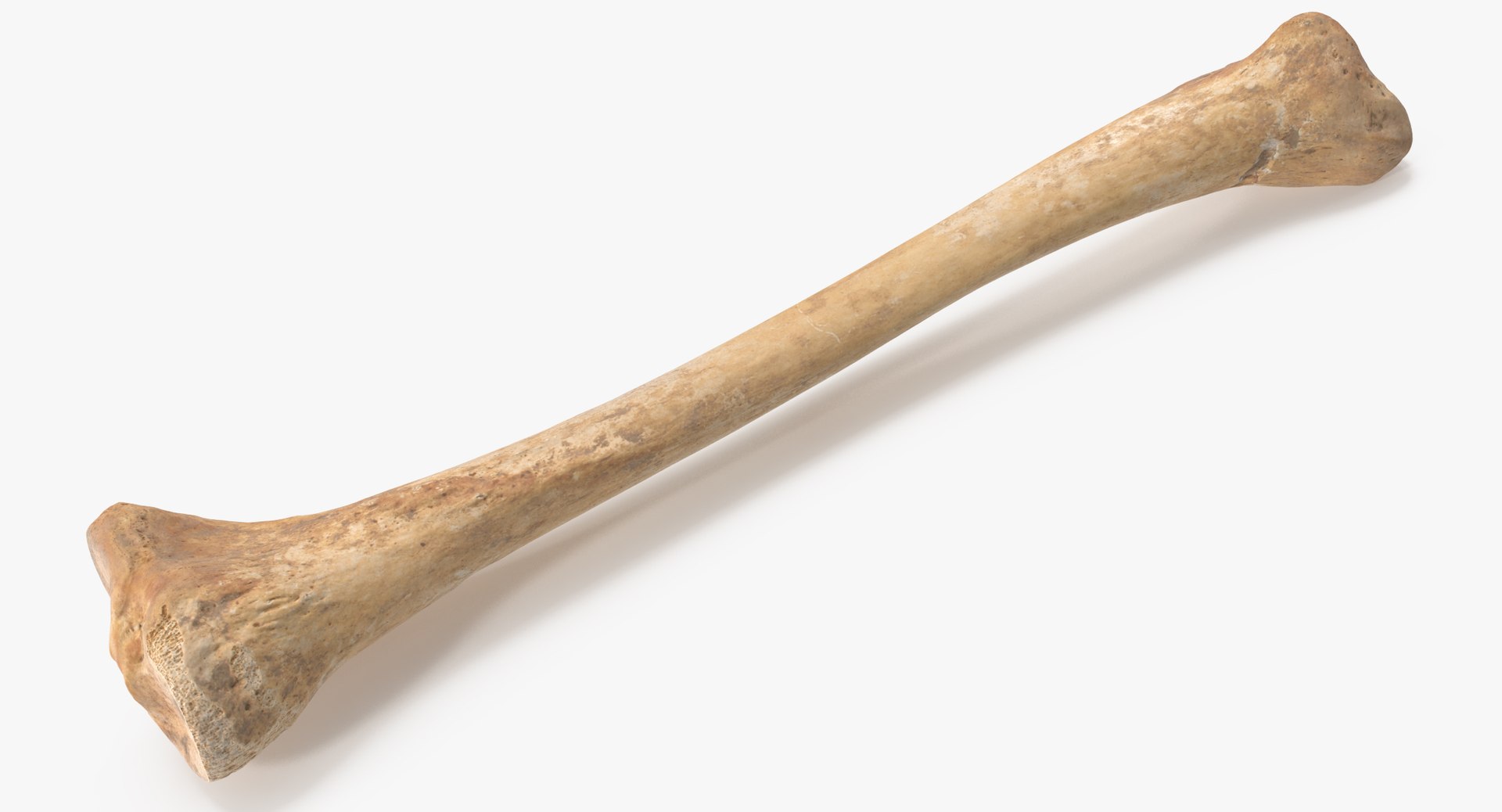 3D Human Tibia Bone 01 Model - TurboSquid 1422288