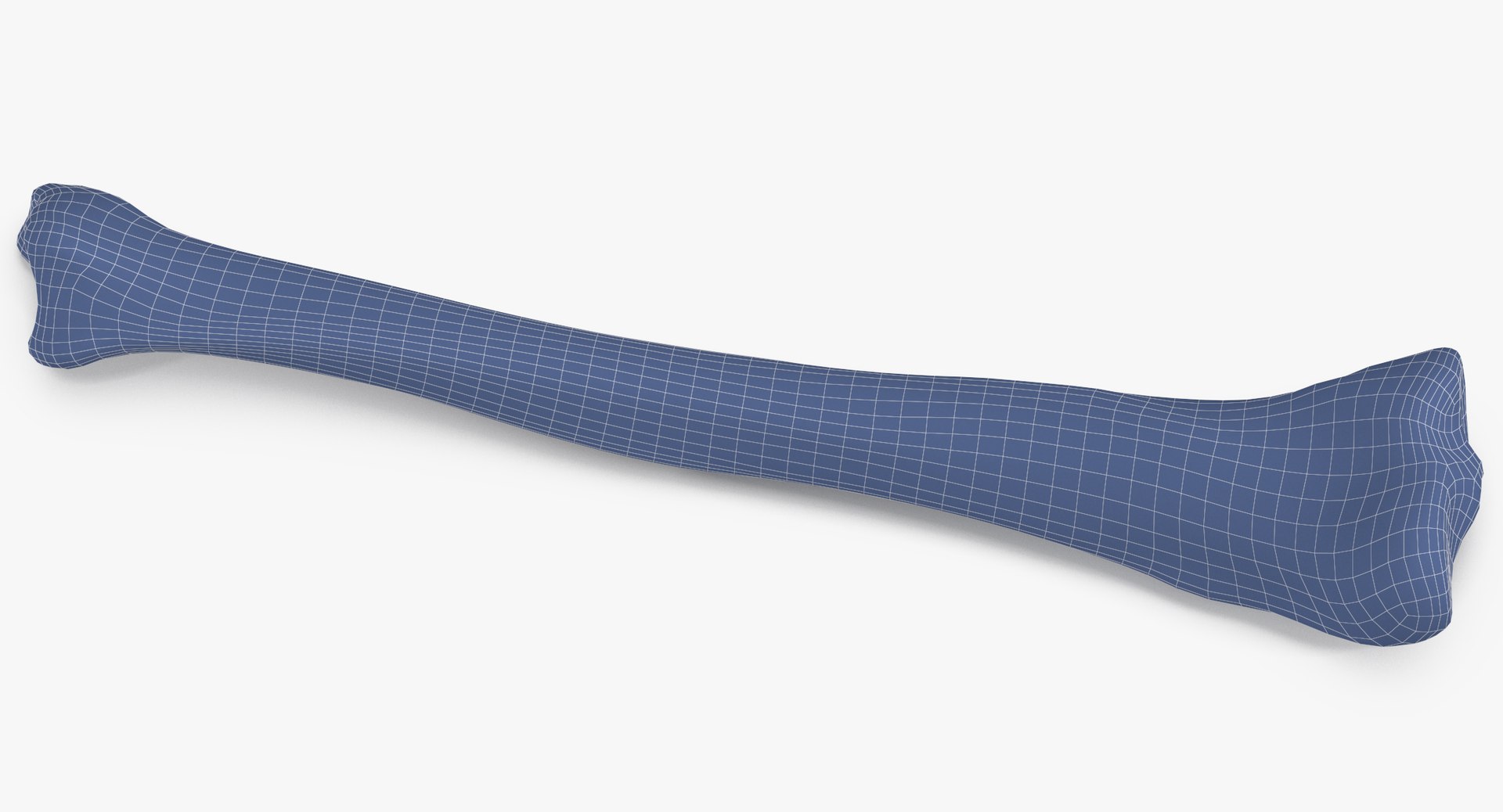 3D Human Tibia Bone 01 Model - TurboSquid 1422288