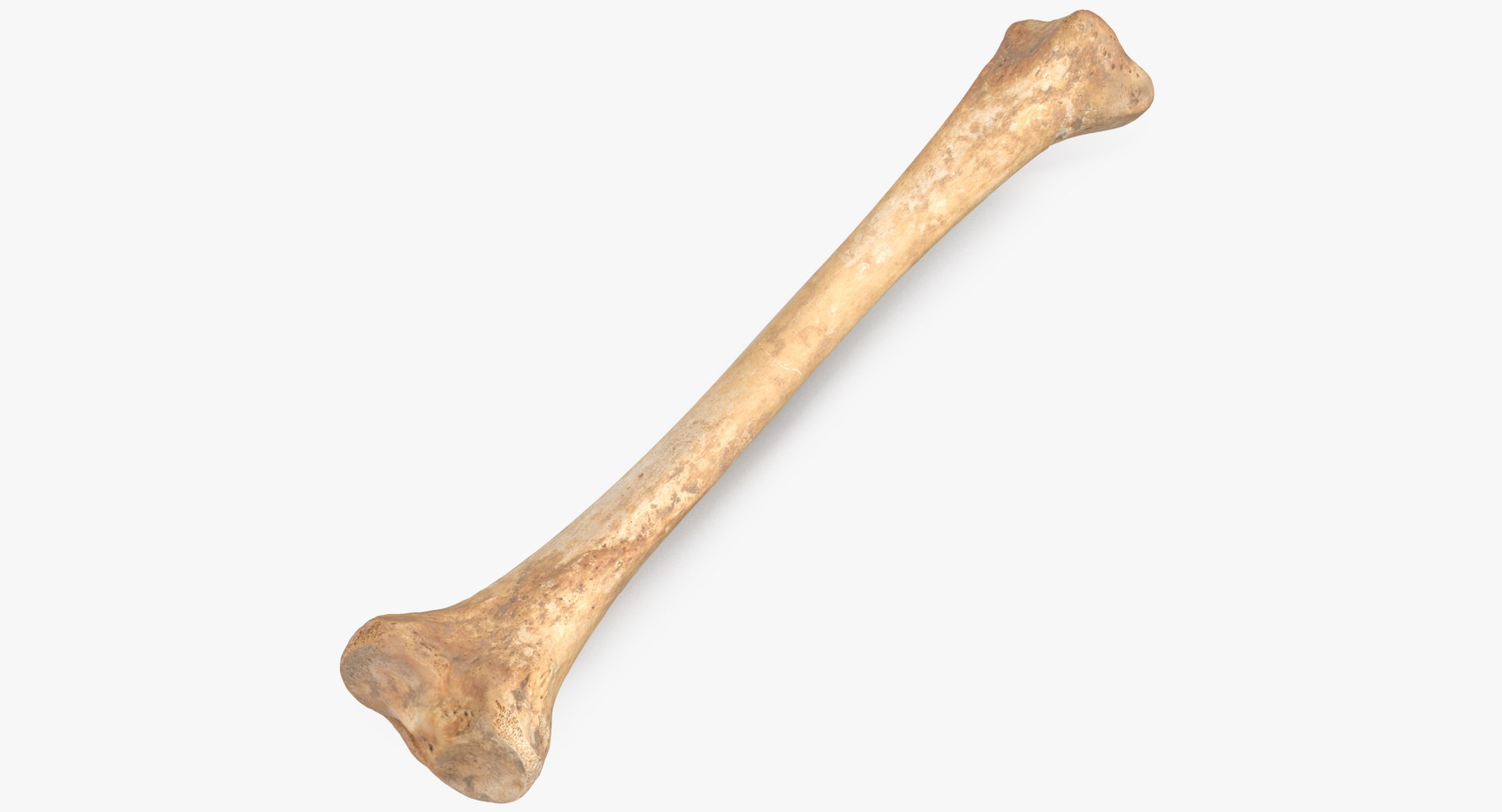 3D Human Tibia Bone 01 Model - TurboSquid 1422288