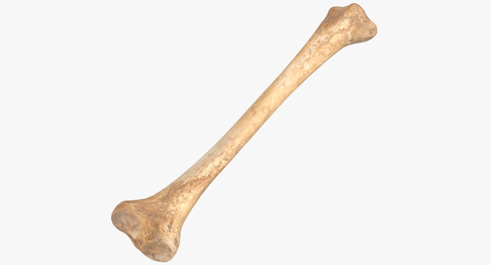 3D human tibia bone 01 model - TurboSquid 1422288
