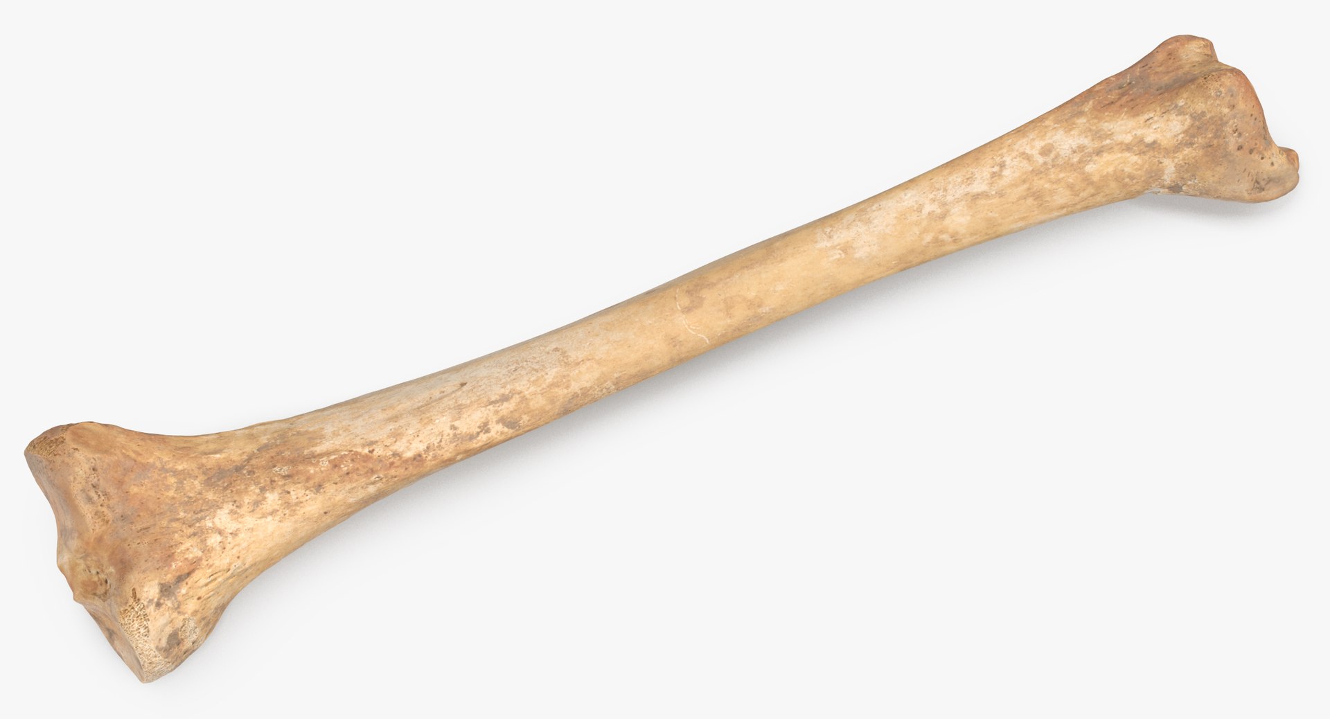 3D Human Tibia Bone 01 Model - TurboSquid 1422288