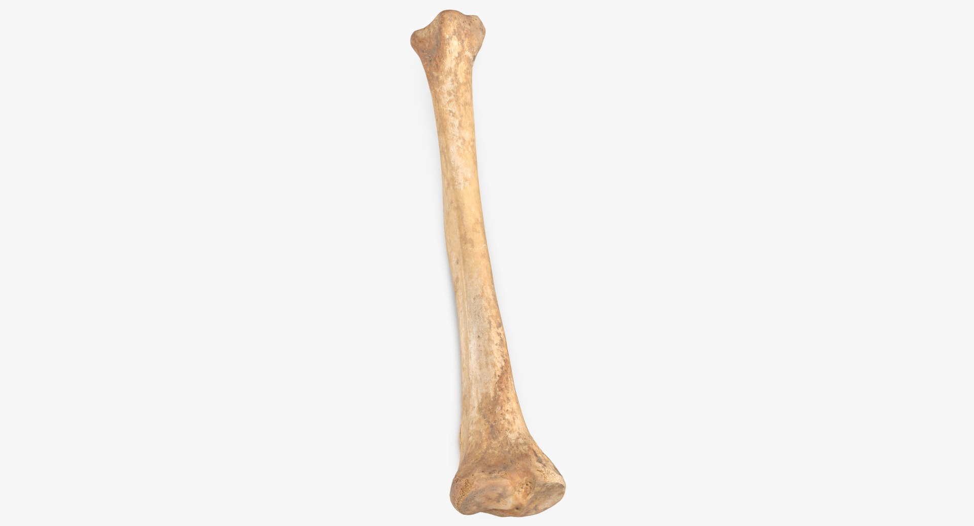 3D Human Tibia Bone 01 Model - TurboSquid 1422288