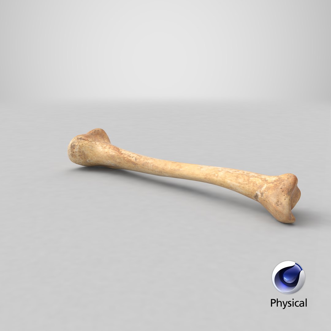 3d Human Tibia Bone 01 Model Turbosquid 1422288