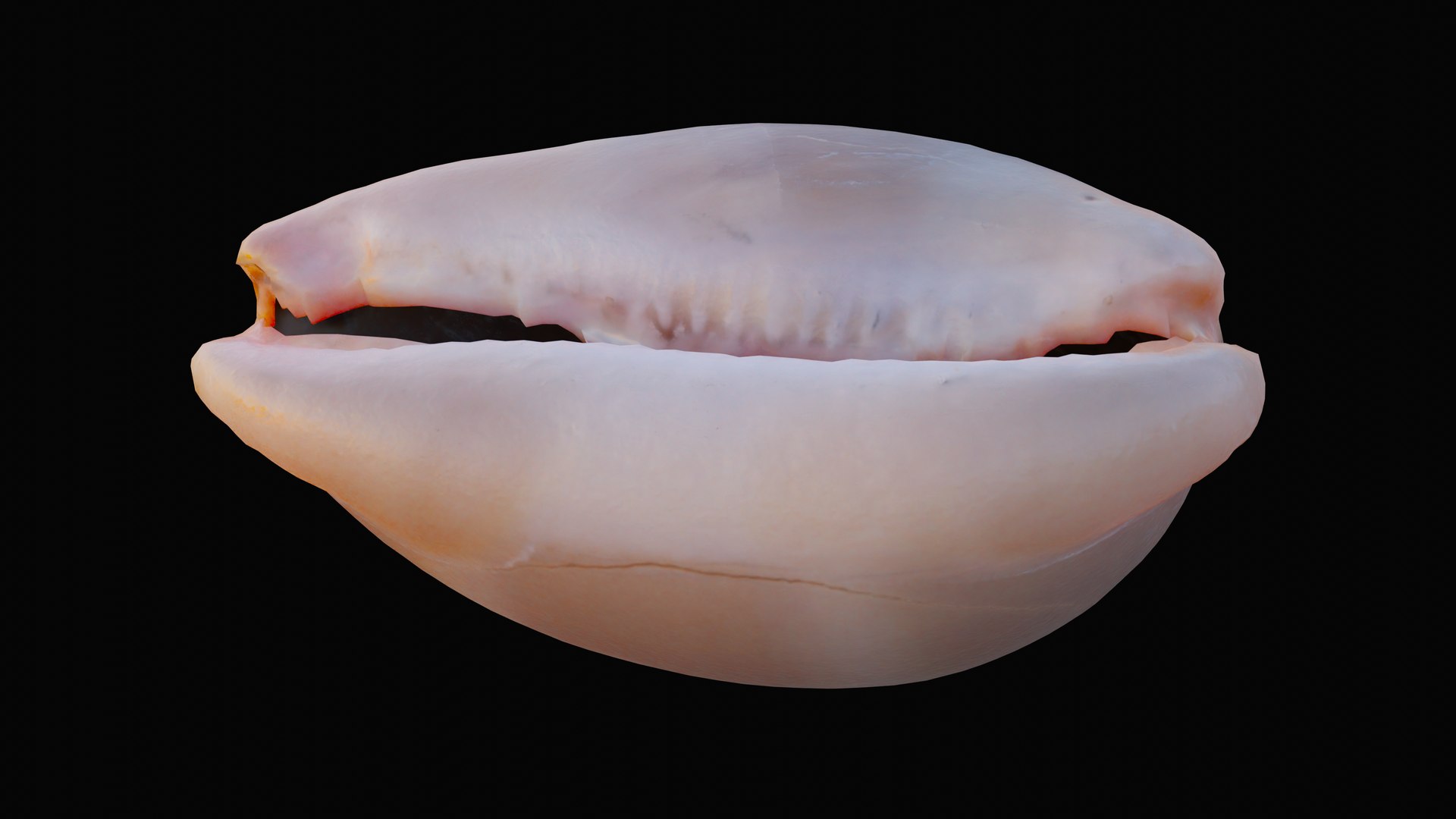 3D Model Sea Measled Cowrie - TurboSquid 1627557