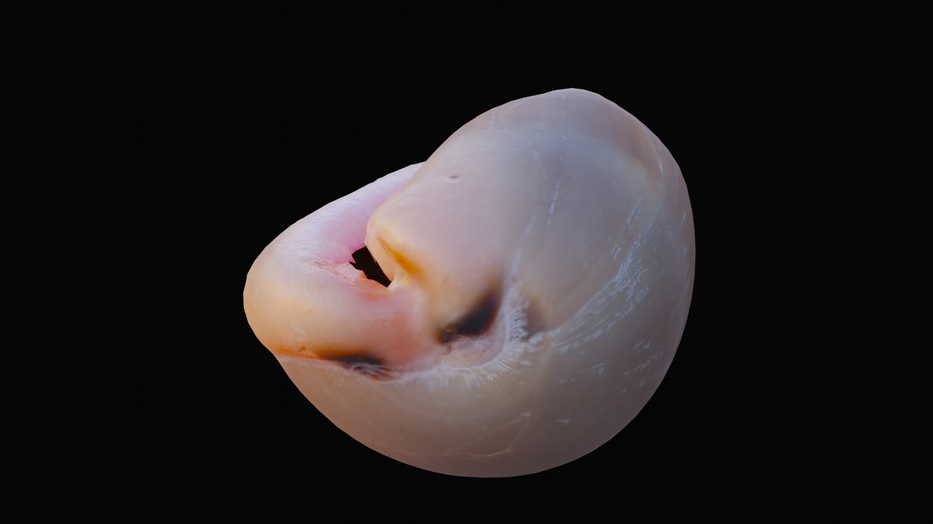 3D Model Sea Measled Cowrie - TurboSquid 1627557