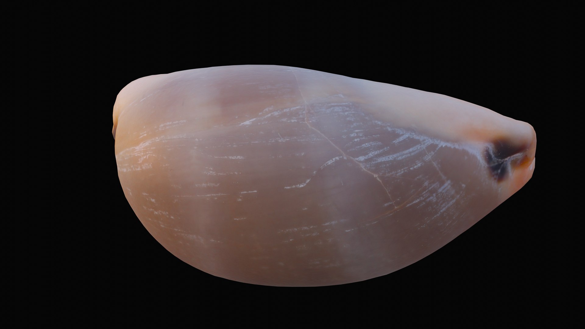 3D Model Sea Measled Cowrie - TurboSquid 1627557