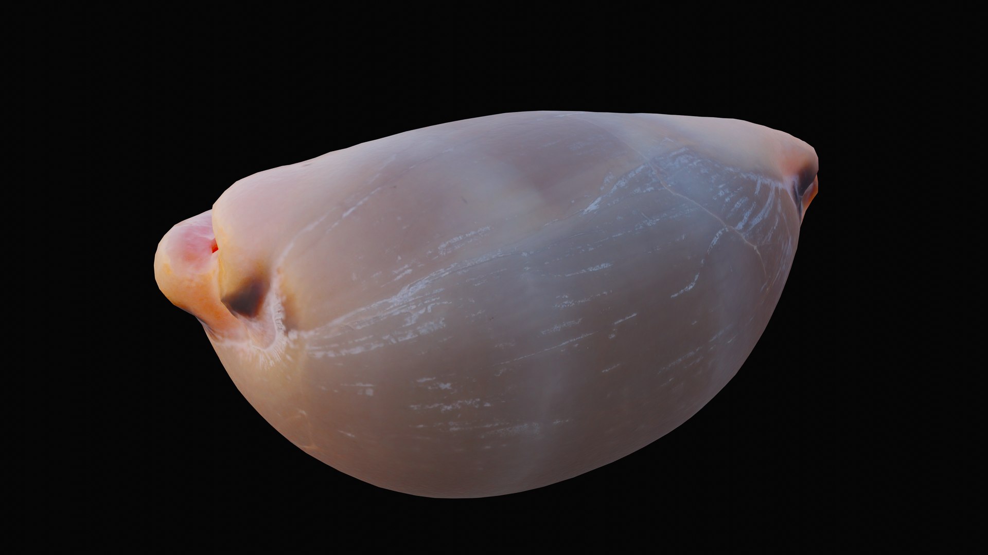 3D Model Sea Measled Cowrie - TurboSquid 1627557