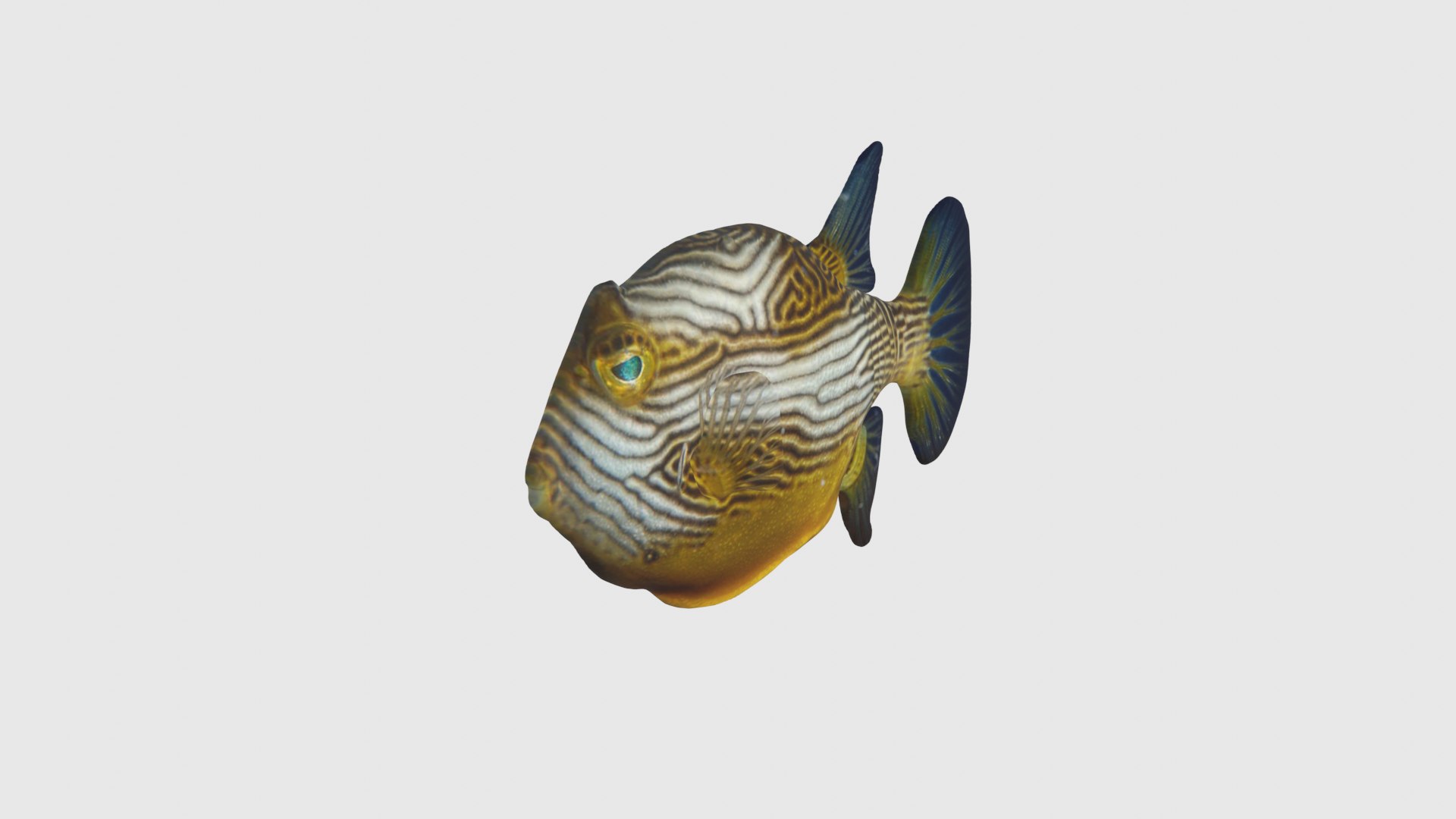 3D model Low Poly Cowfish Rigged With Realistic Texture - TurboSquid ...