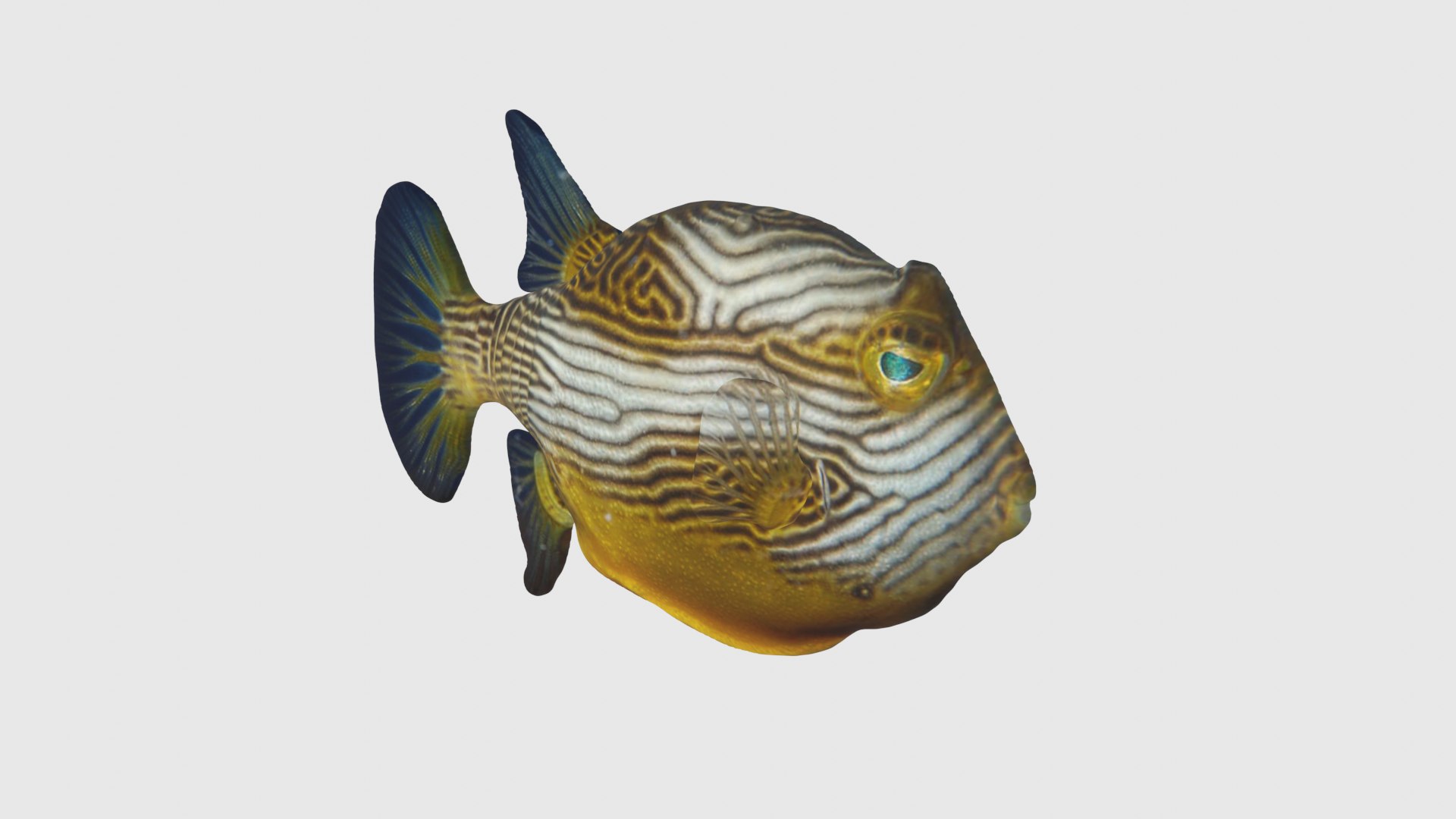 3D model Low Poly Cowfish Rigged With Realistic Texture - TurboSquid ...