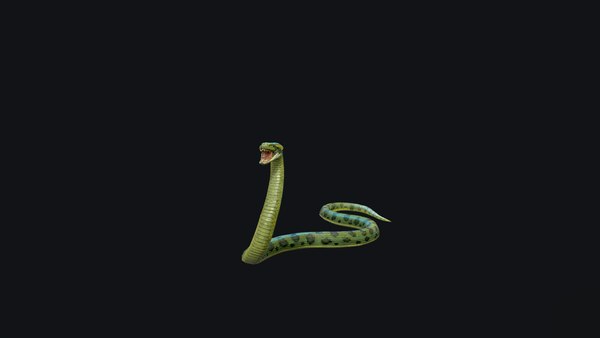 3D Anaconda Animation - TurboSquid 2006289
