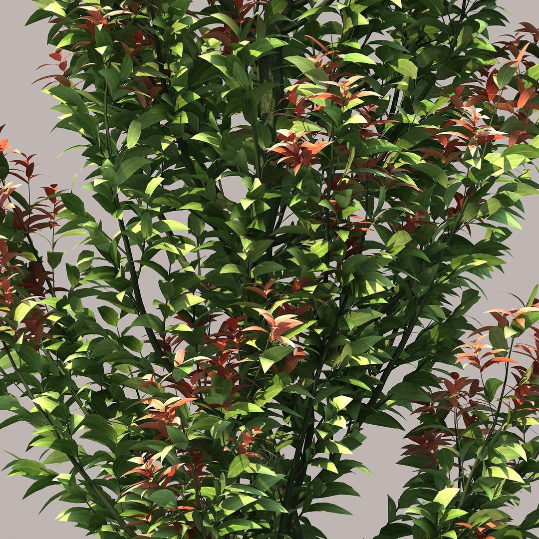 Tree Scatter 3D Model - TurboSquid 1168634