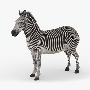 Animated Zebra 3D Models for Download | TurboSquid