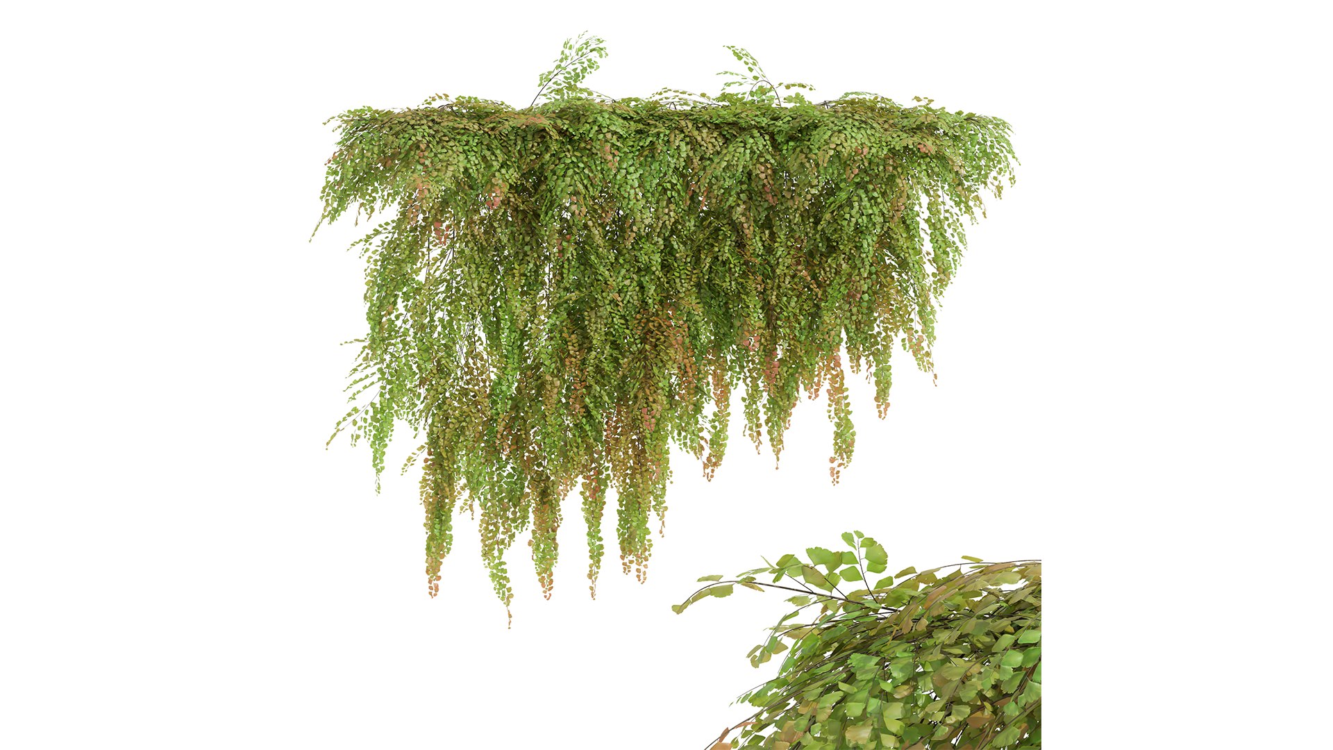 New Plant High Detail Adiantum Capillus Veneris Fern Wall Grow Top02 3D ...