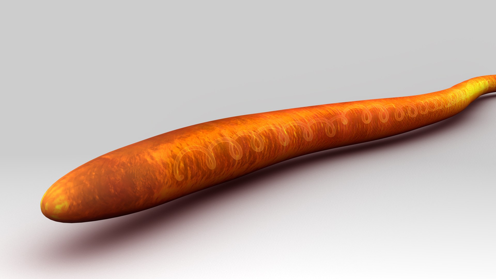 Maya Ascaris Nematode Small