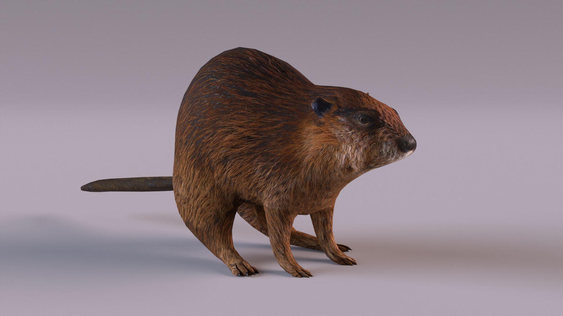Beaver 3D Model - TurboSquid 1218214