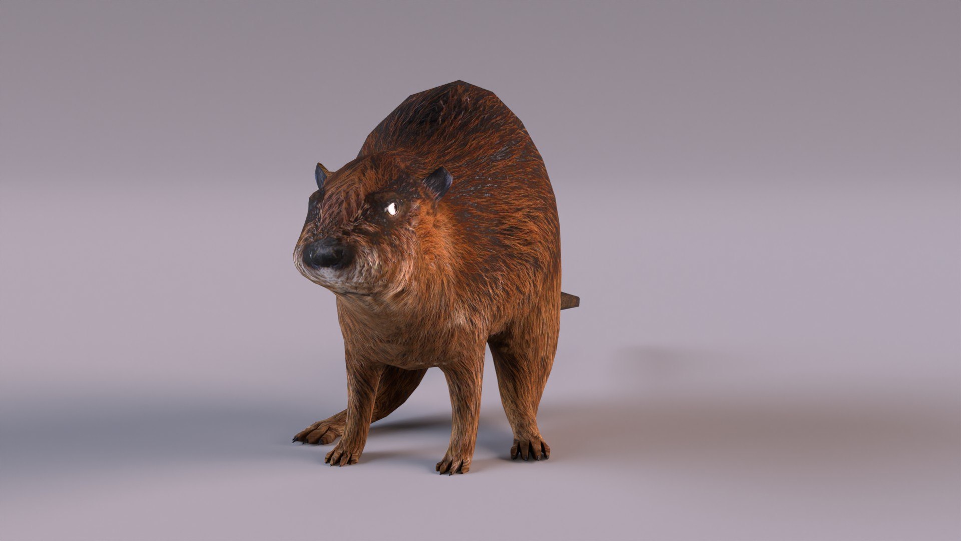 Beaver 3D Model - TurboSquid 1218214