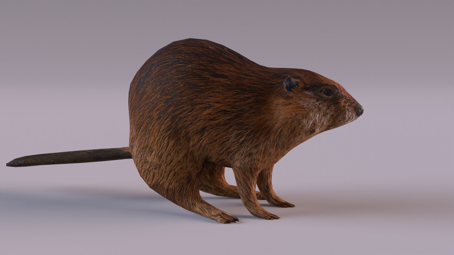 Beaver 3D Model - TurboSquid 1218214