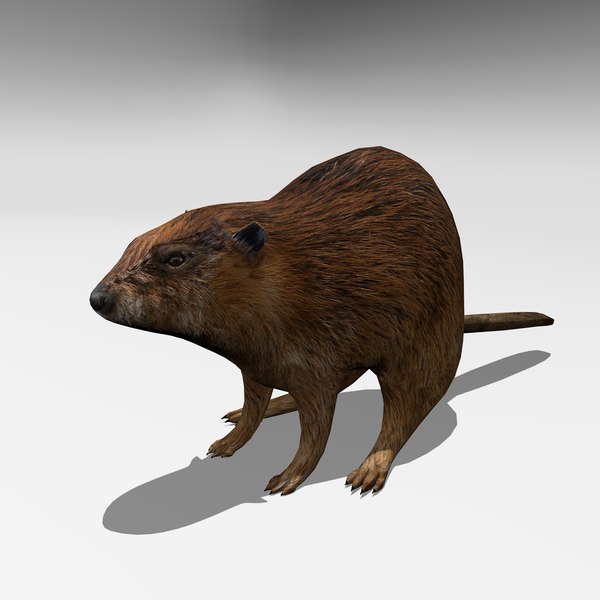 Beaver 3D model - TurboSquid 1218214