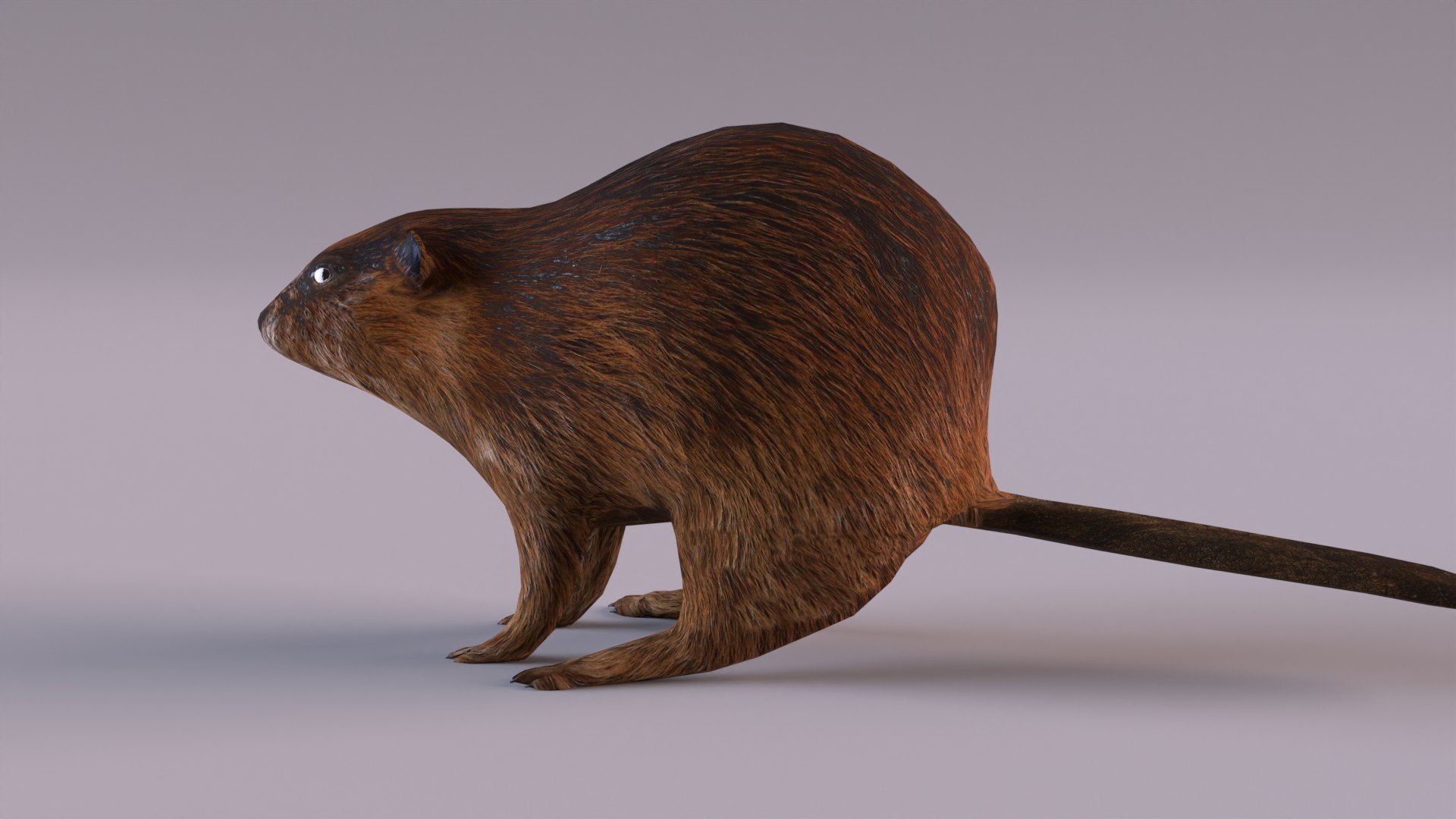 Beaver 3D Model - TurboSquid 1218214