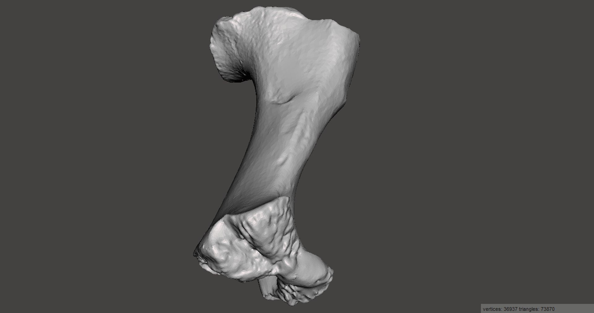 Pig Bone 3d Obj