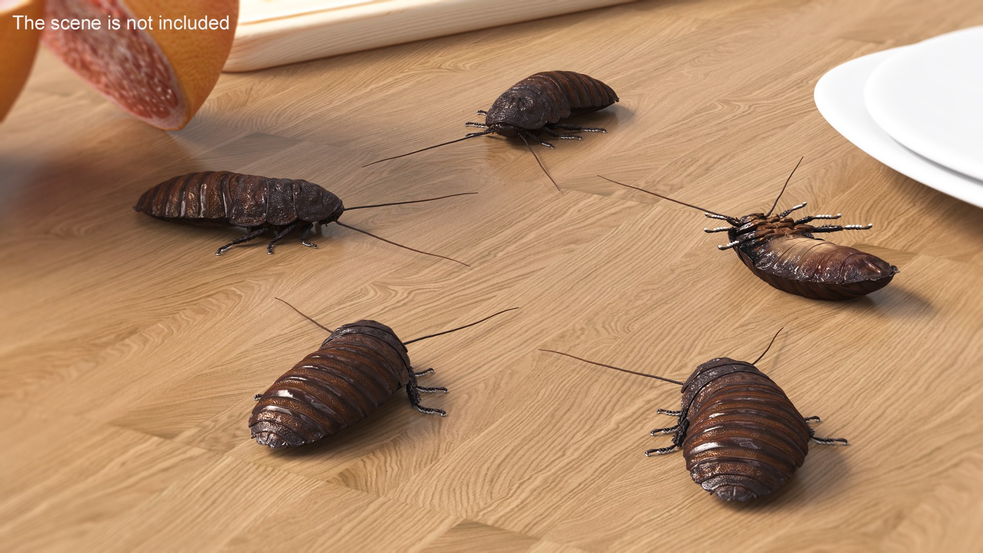 3D Cryptocercus Clevelandi With Fur Model - TurboSquid 2155511