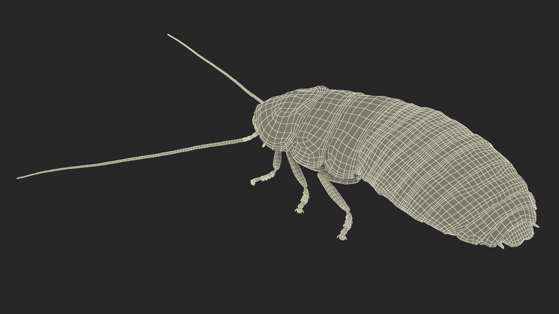 3D Cryptocercus Clevelandi With Fur Model - TurboSquid 2155511