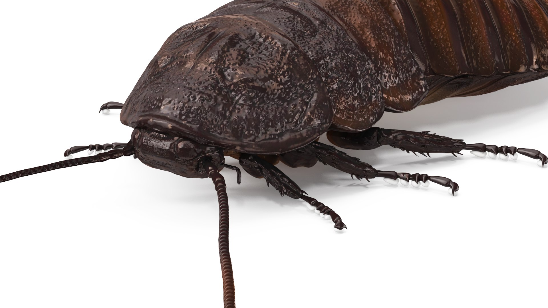 3D Cryptocercus Clevelandi With Fur Model - TurboSquid 2155511