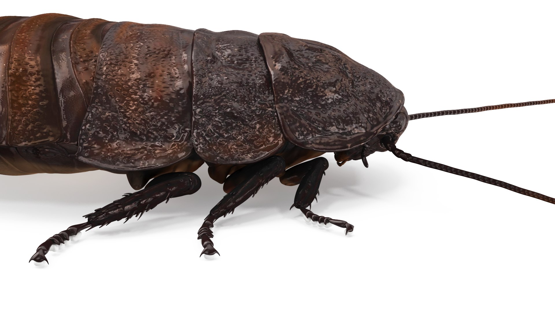 3D Cryptocercus Clevelandi with Fur model - TurboSquid 2155511