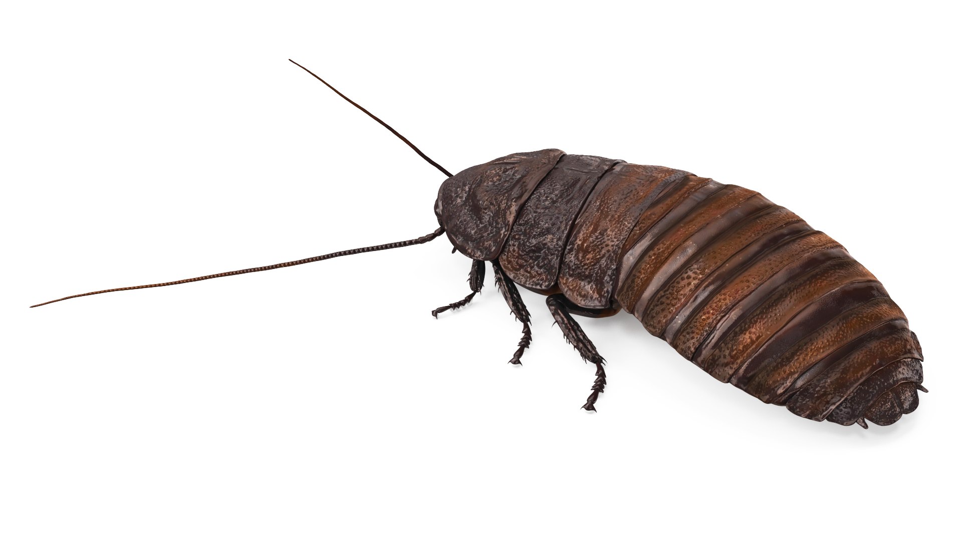 3D Cryptocercus Clevelandi With Fur Model - TurboSquid 2155511