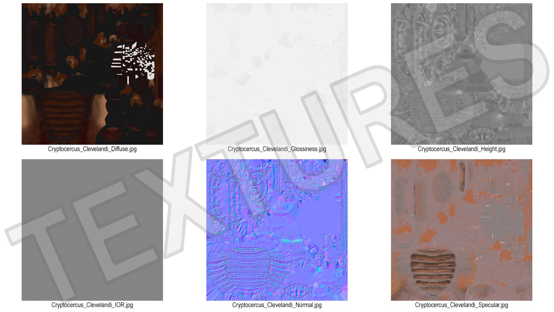 3D Cryptocercus Clevelandi With Fur Model - TurboSquid 2155511