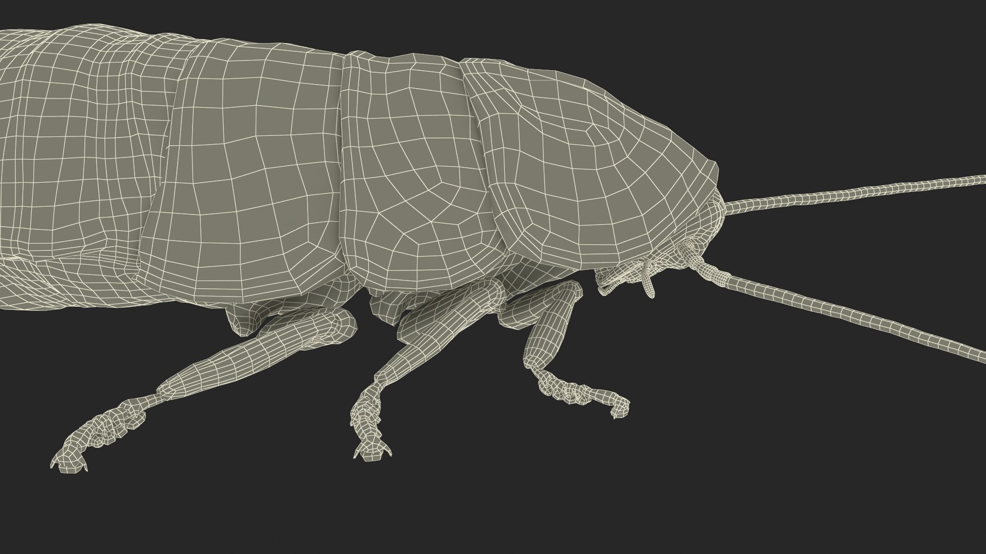 3D Cryptocercus Clevelandi With Fur Model - TurboSquid 2155511