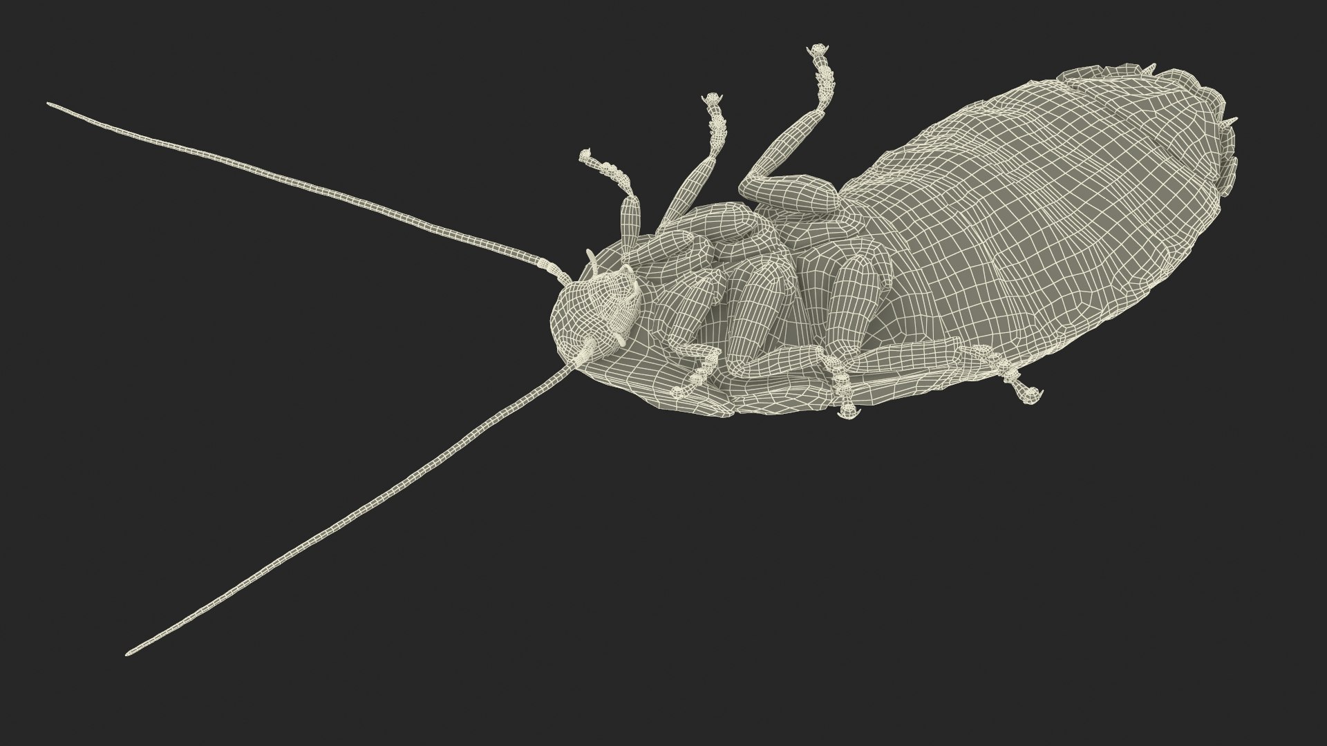 3D Cryptocercus Clevelandi With Fur Model - TurboSquid 2155511
