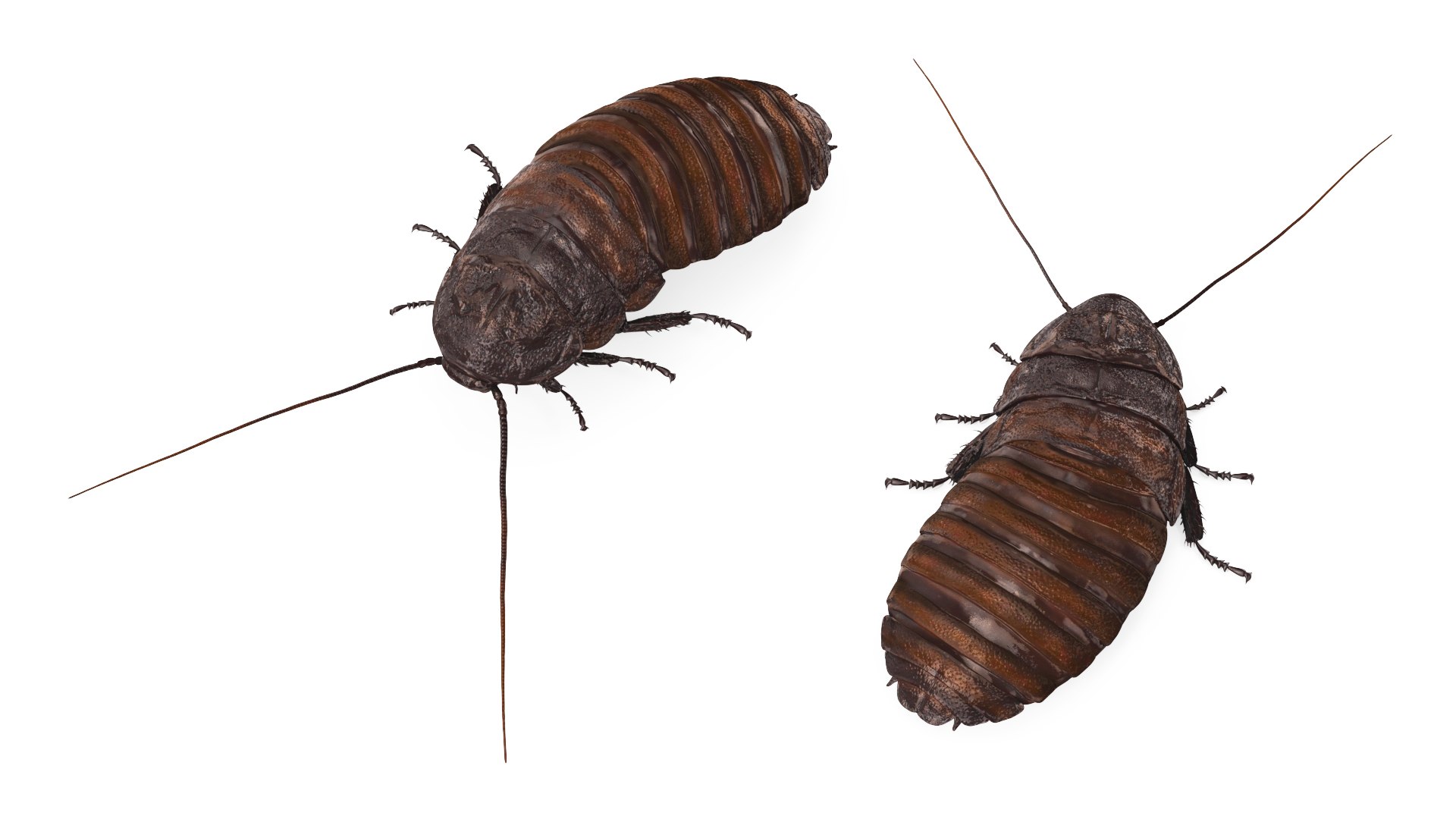 3D Cryptocercus Clevelandi With Fur Model - TurboSquid 2155511