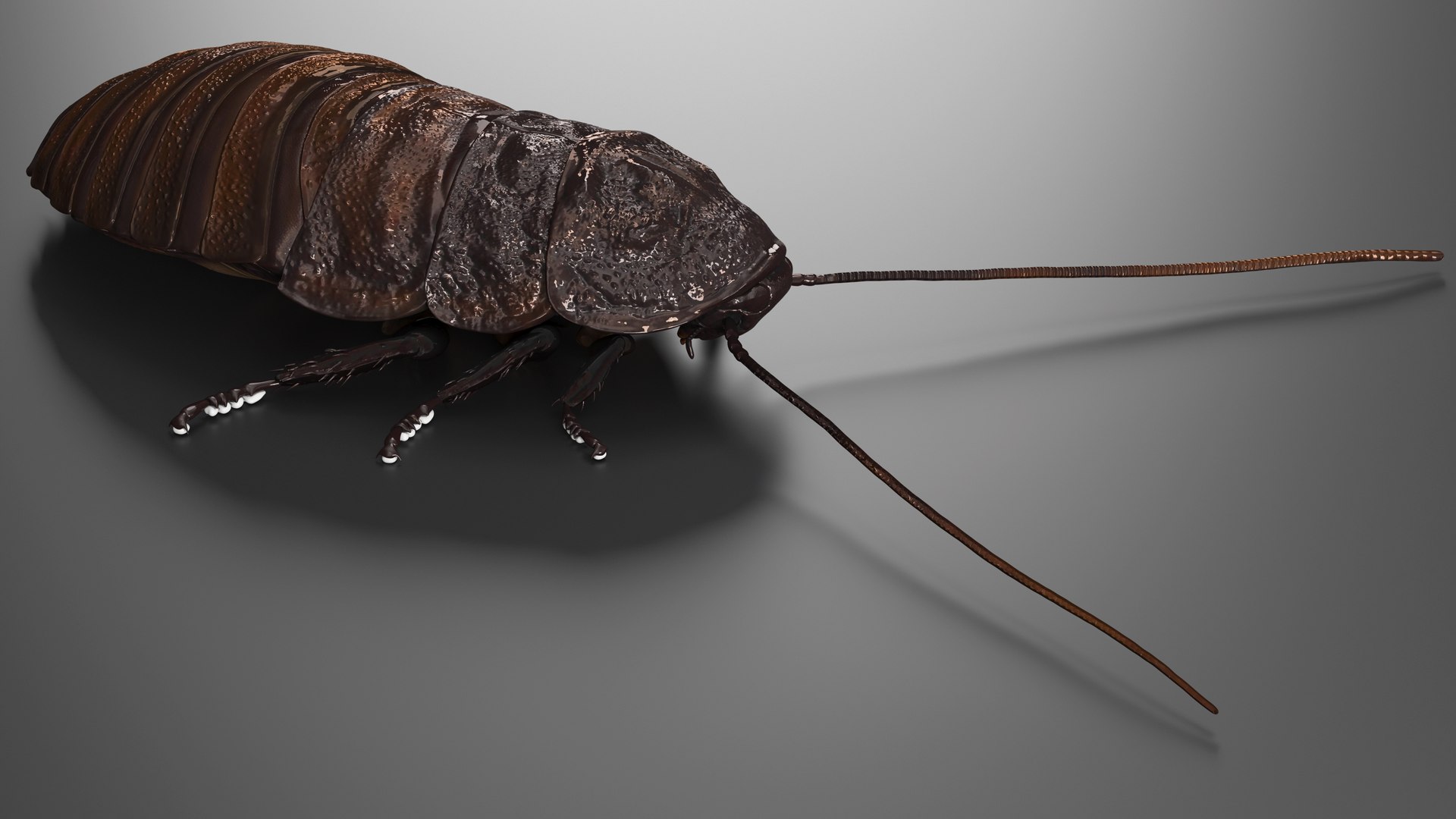 3D Cryptocercus Clevelandi With Fur Model - TurboSquid 2155511