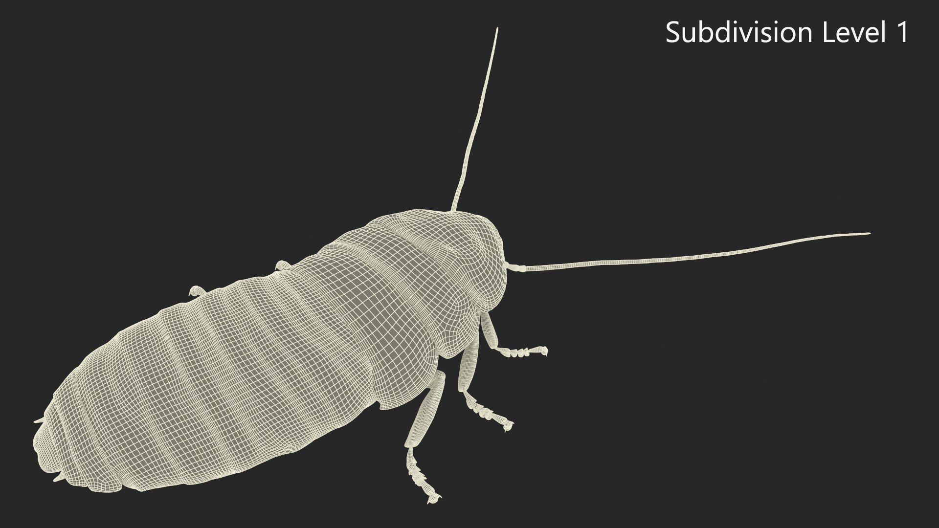 3D Cryptocercus Clevelandi With Fur Model - TurboSquid 2155511