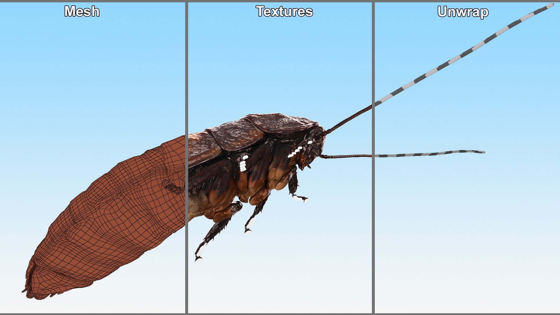 3D Cryptocercus Clevelandi with Fur model - TurboSquid 2155511