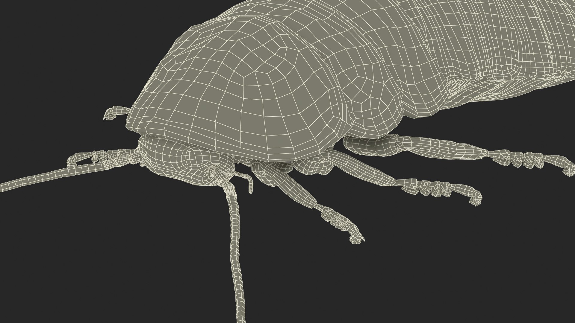 3D Cryptocercus Clevelandi With Fur Model - TurboSquid 2155511