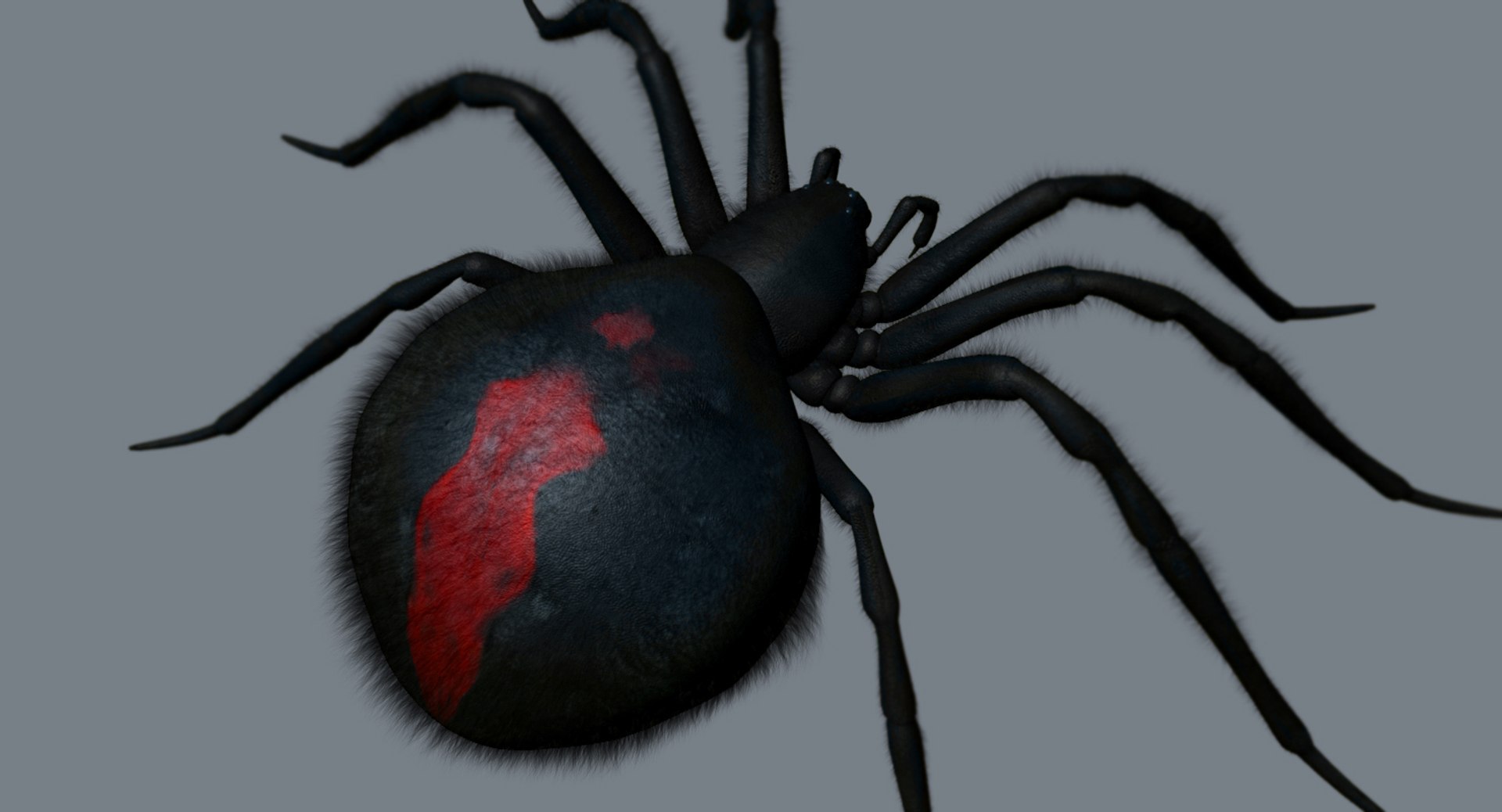Spider 3D - TurboSquid 1435794