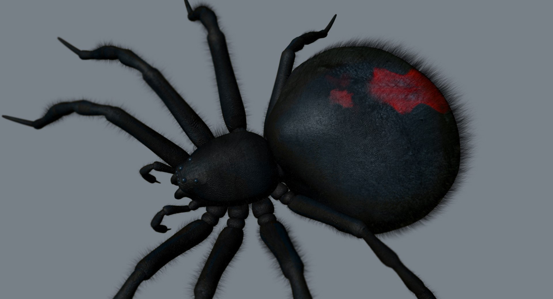 Spider 3D - TurboSquid 1435794