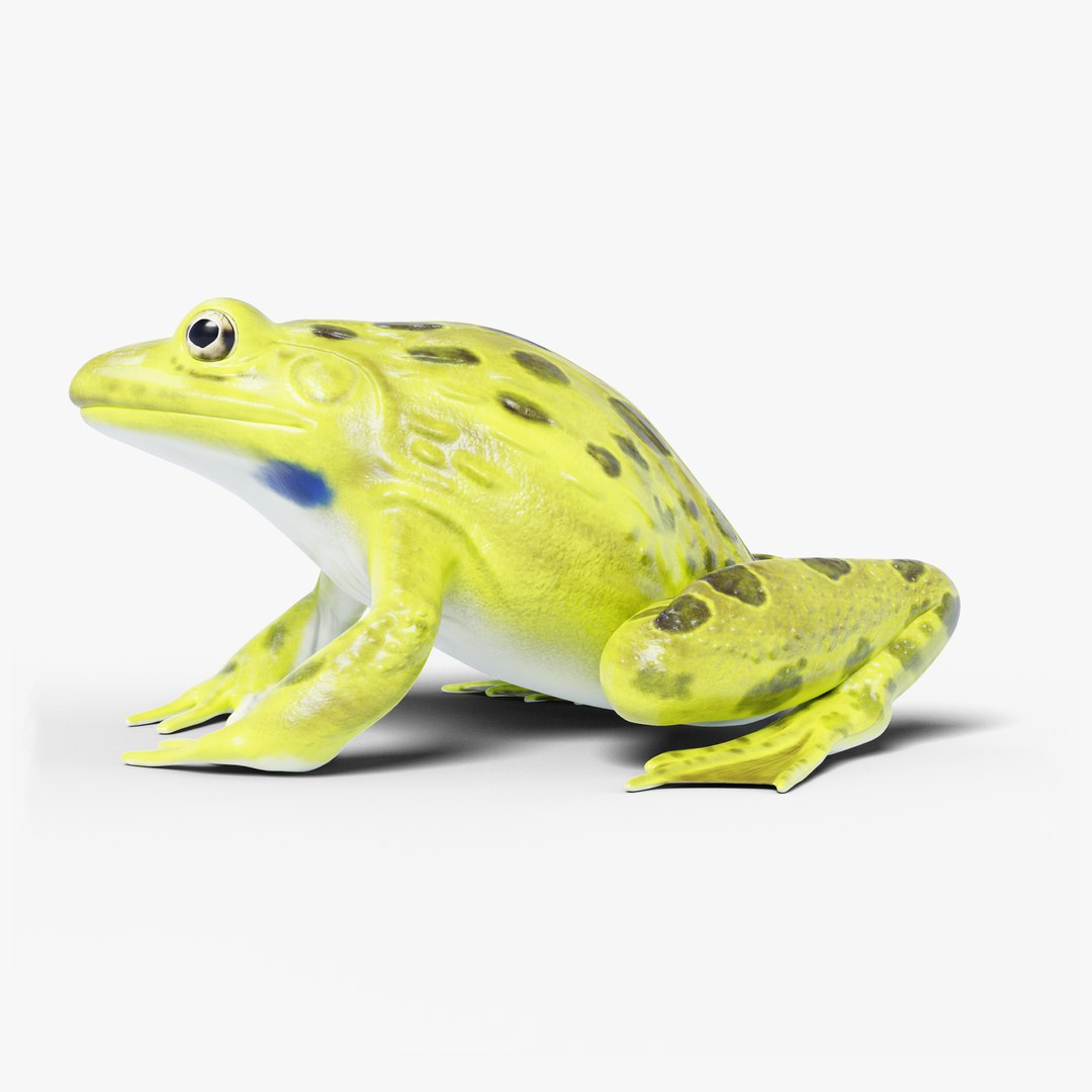 3D Indian Bullfrog - Rigged model - TurboSquid 2031802