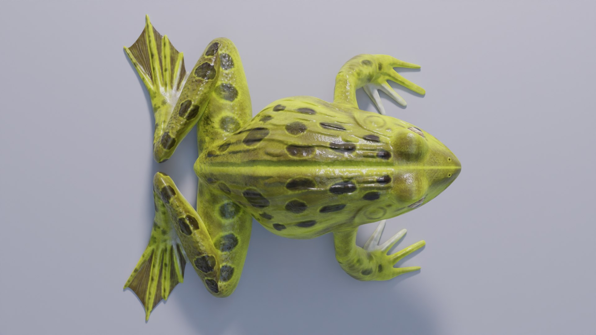 3D Indian Bullfrog - Rigged Model - TurboSquid 2031802