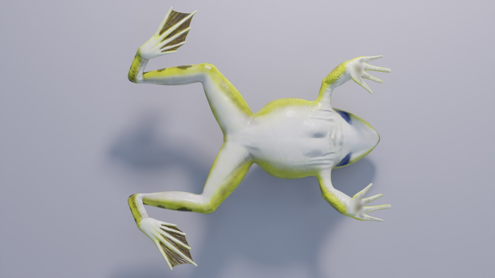 3D Indian Bullfrog - Rigged Model - TurboSquid 2031802