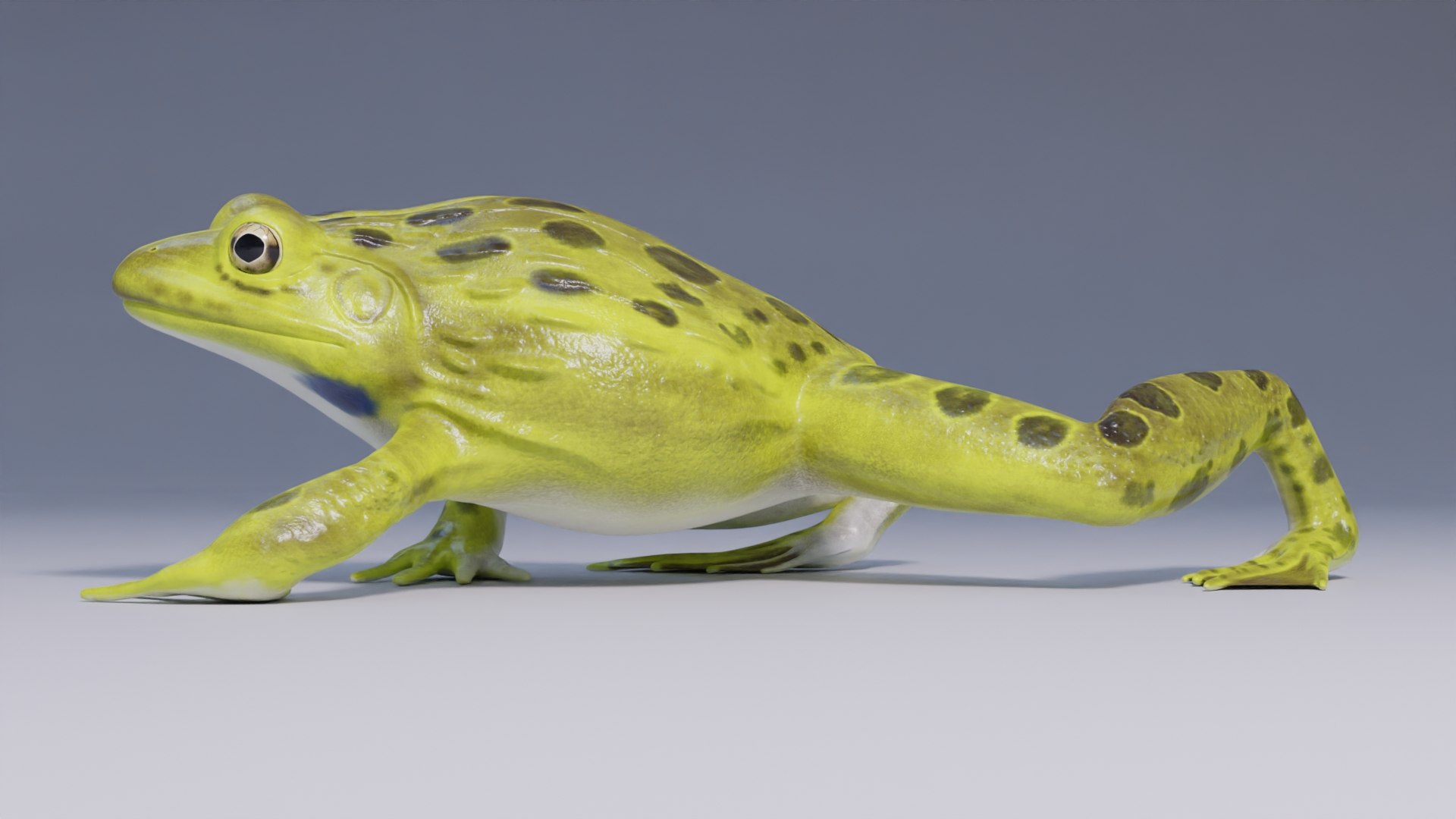 3D Indian Bullfrog - Rigged Model - TurboSquid 2031802