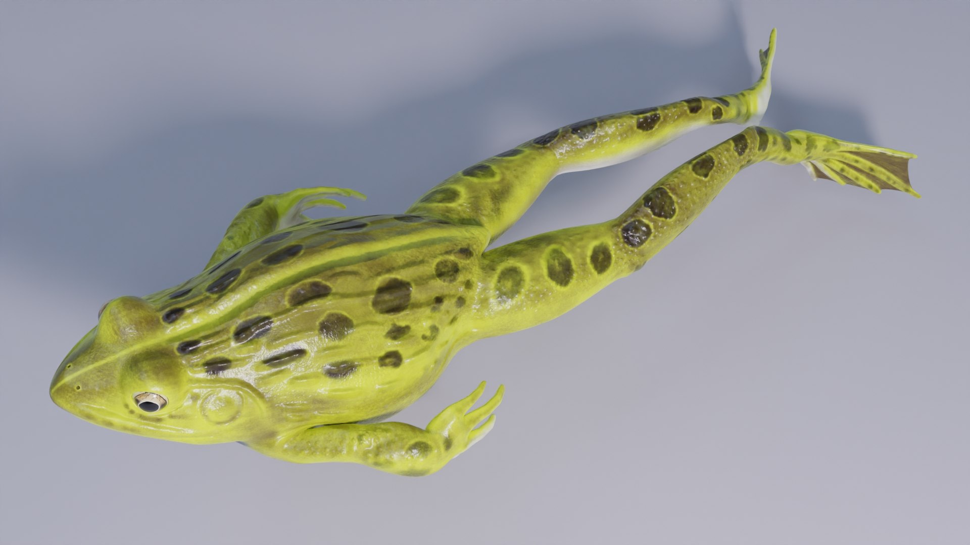 3D Indian Bullfrog - Rigged Model - TurboSquid 2031802