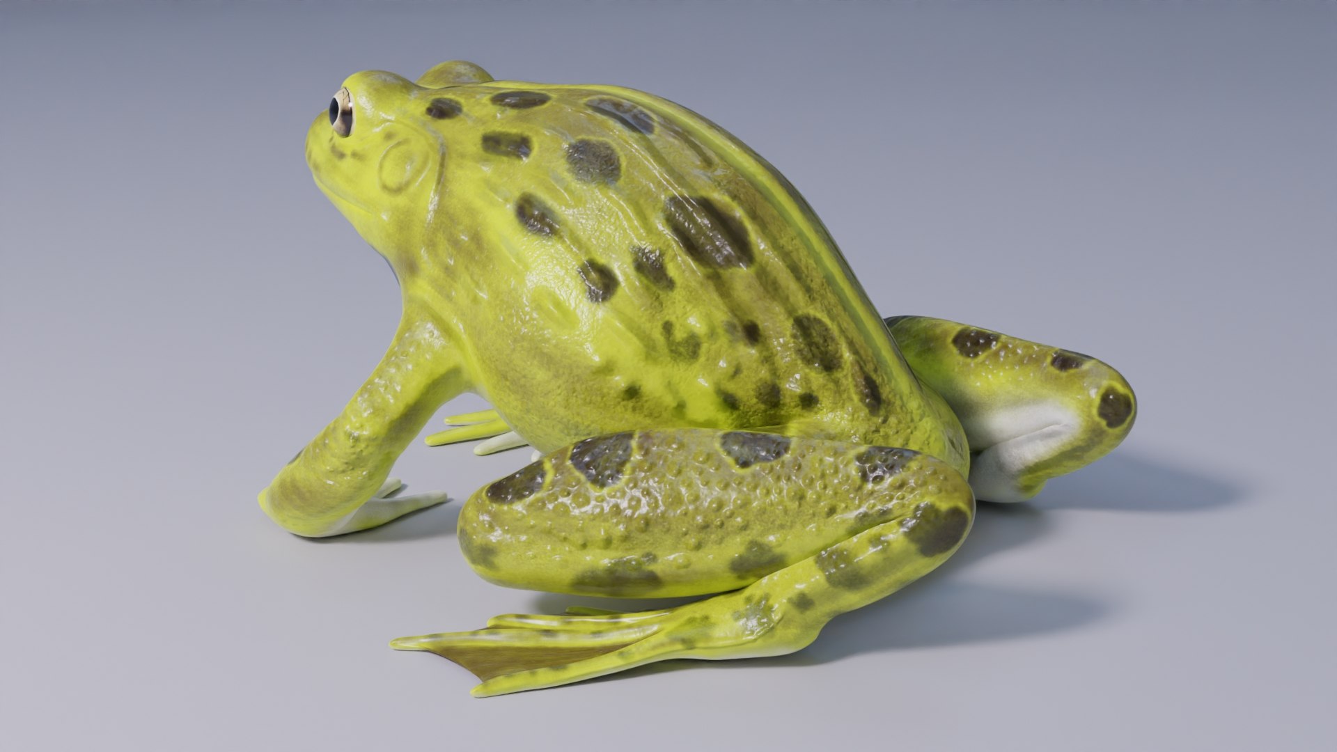 3D Indian Bullfrog - Rigged Model - TurboSquid 2031802