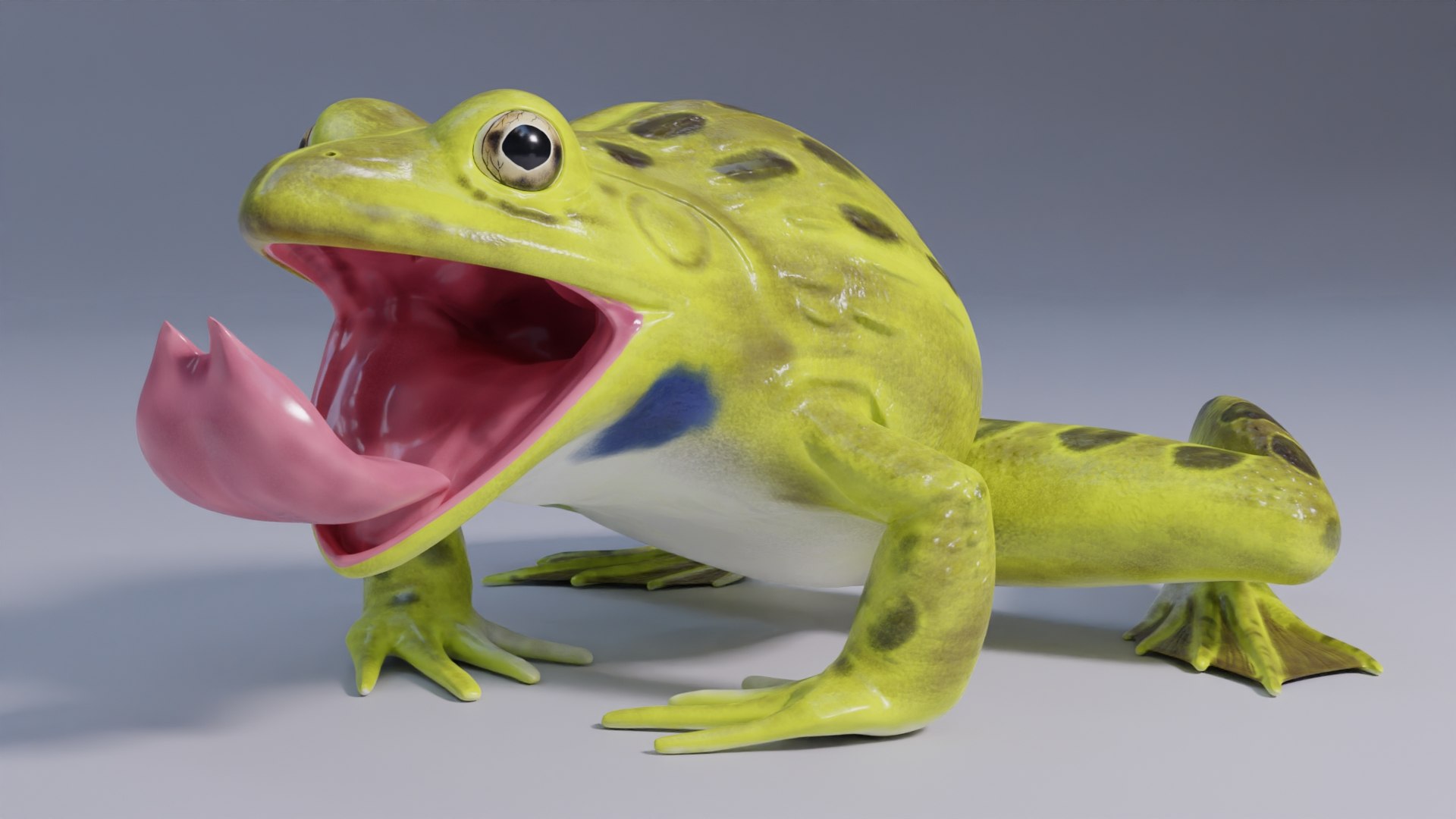 3D Indian Bullfrog - Rigged Model - TurboSquid 2031802