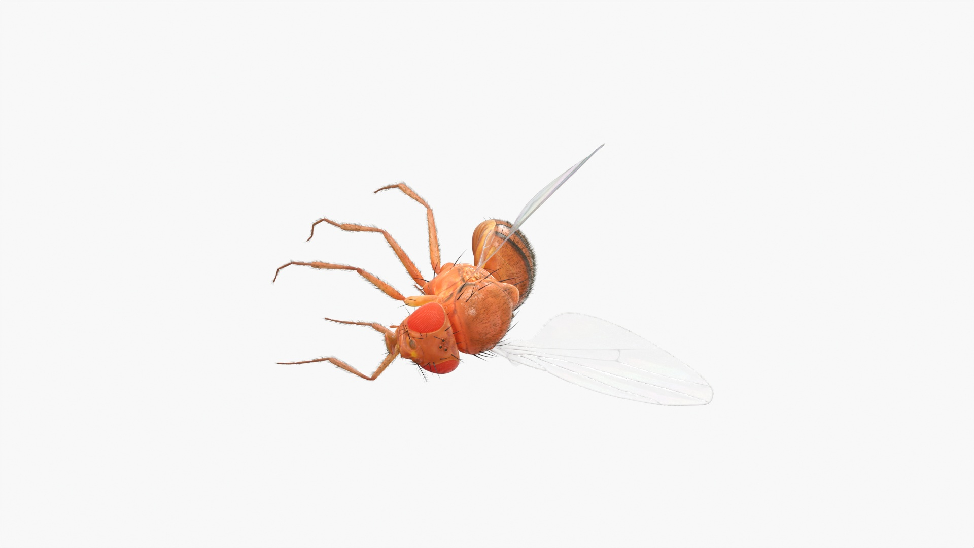 3D Drosophila Dead Fur Model - TurboSquid 2359905