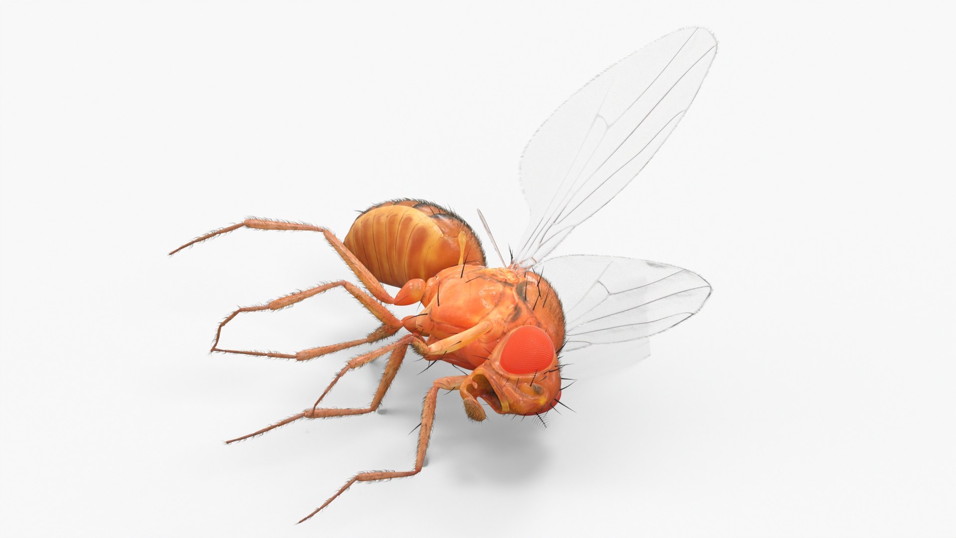 3D Drosophila Dead Fur Model - TurboSquid 2359905